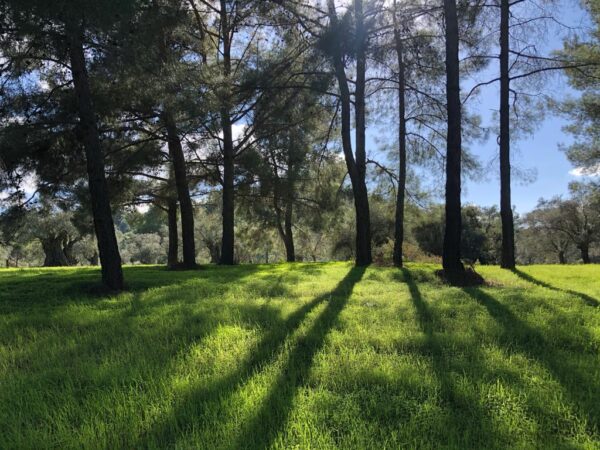 Pharos Arts Foundation – Promoting Art and Music in Cyprus