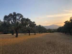 Pharos Arts Foundation – Promoting Art and Music in Cyprus