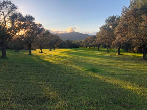 Pharos Arts Foundation – Promoting Art and Music in Cyprus